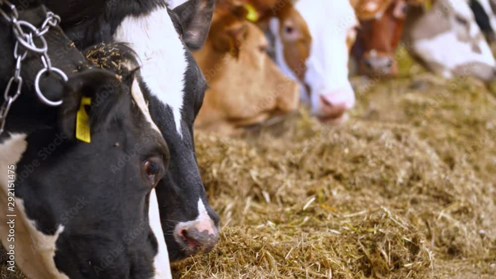 Cows eat hay on the farm. Row of cows sticking their heads out bars of ...