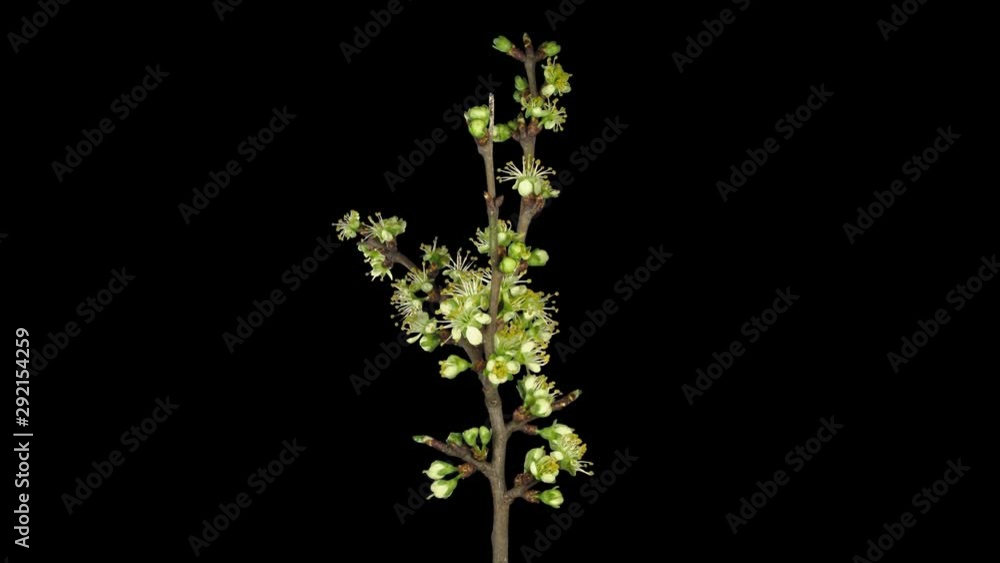 Time-lapse of blooming plum tree branch 5b1 in PNG+ format with ALPHA ...