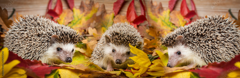 Four-toed Hedgehog (African pygmy hedgehog) - Atelerix albiventris ...