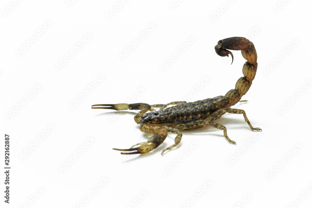 Small Scorpion on white background, poisonous sting at the end of its ...