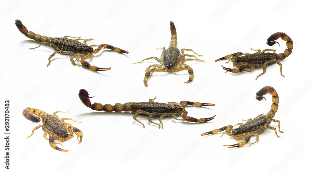 Set of 5 Small Scorpion on white background, poisonous sting at the end ...