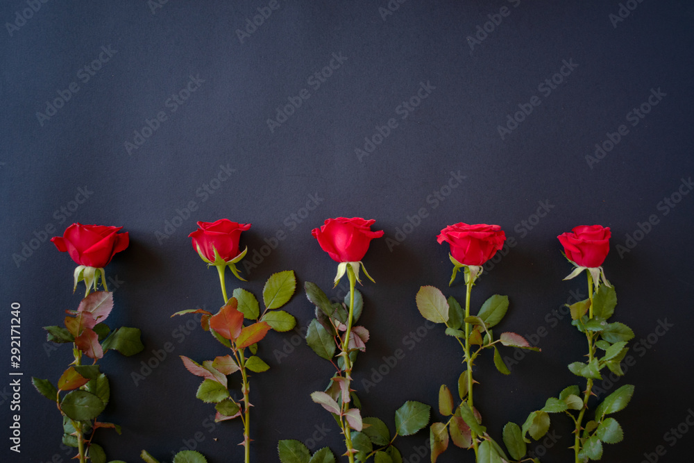 Red Rose Gray Background