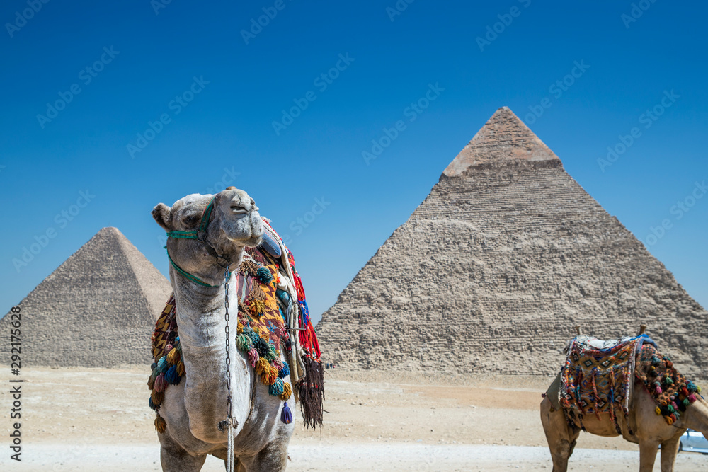 Camel tours near the ancient pyramids of Giza, Cairo, Egypt Stock Photo ...