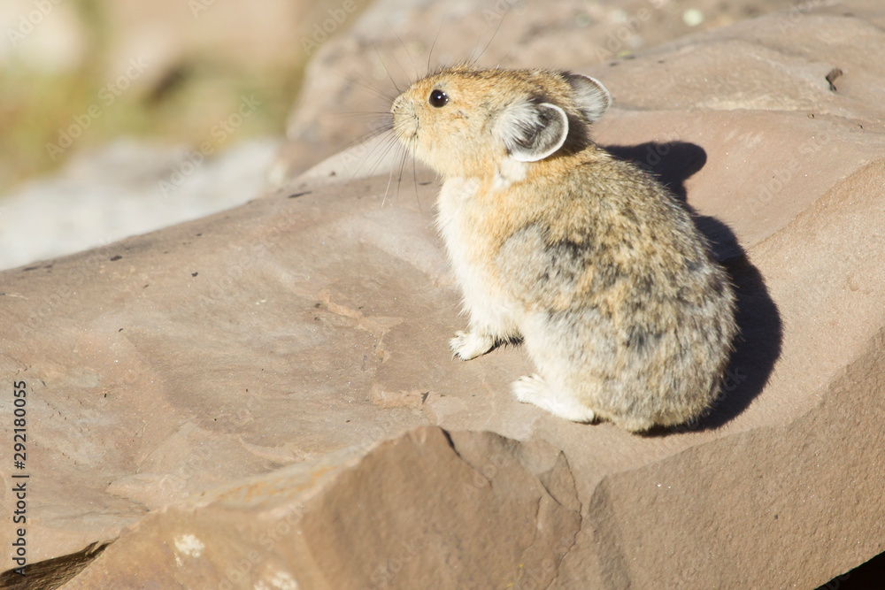 Pika in the Canadian rocky mountains Stock Photo | Adobe Stock