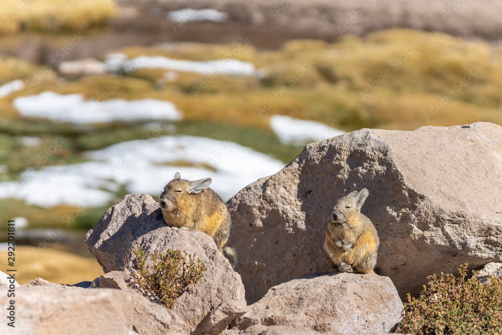 Viscacha Andes rodents sunbathing over the rocks at Andes mountains ...