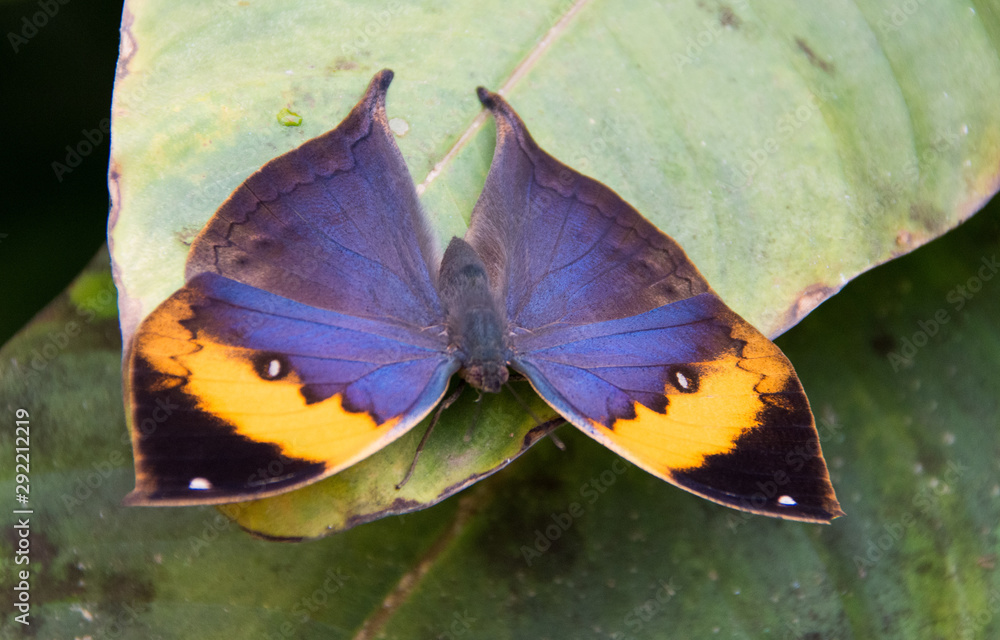 Papillon Kalima Stock Photo | Adobe Stock