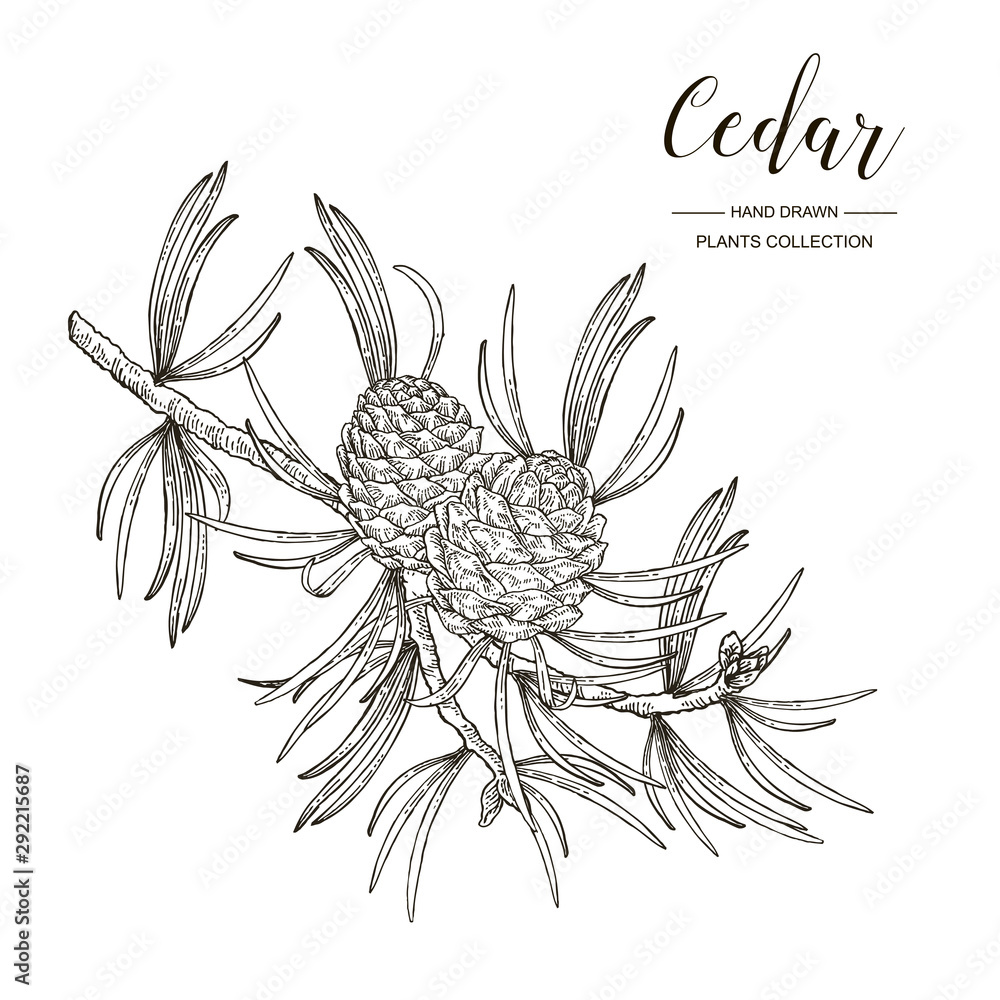 Cedar branch. Black and white cedar tree with cones. Vector ...