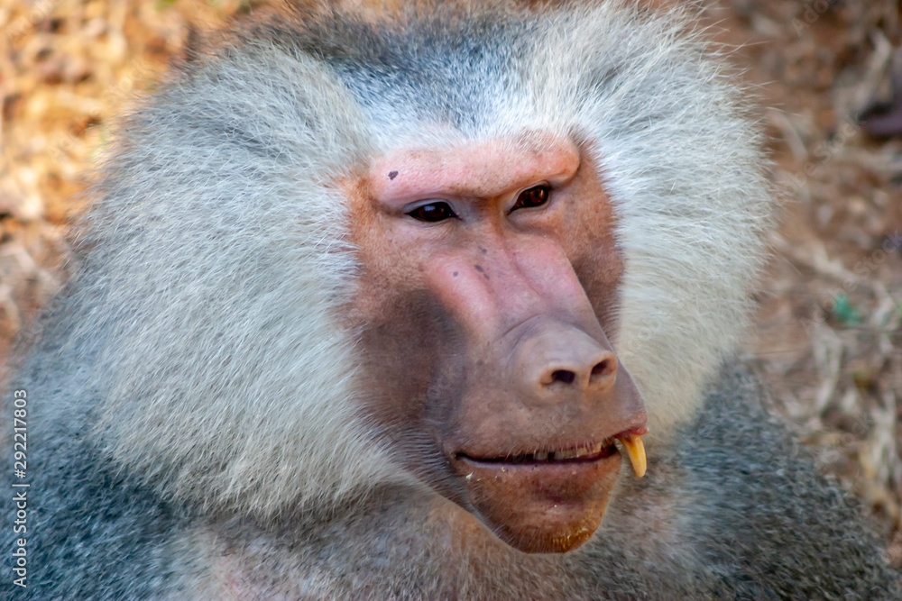 expressive baboon with grey hair Stock Photo | Adobe Stock