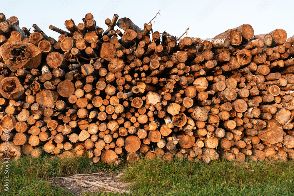 Timber storage area where large amount of wood is stored. Stock Photo ...