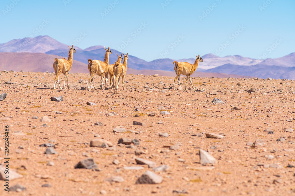 Vicuna mammals walking looking for pastures at Andes mountains ...
