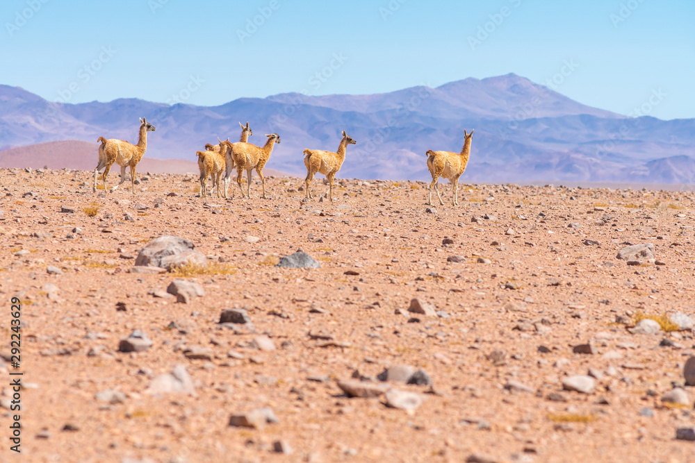 Vicuna mammals walking looking for pastures at Andes mountains ...