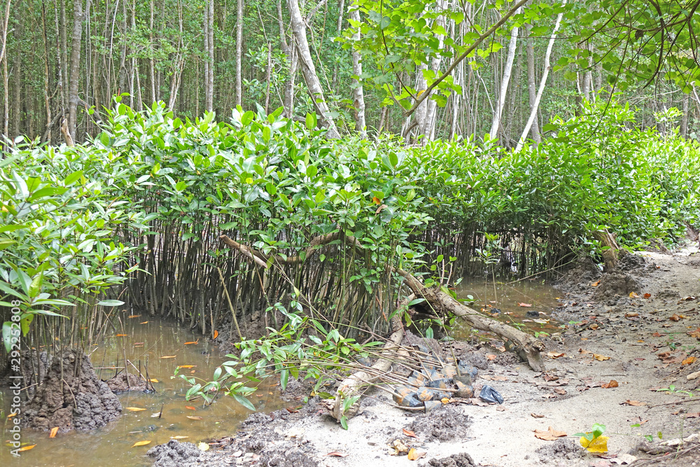 Reforestation the Mangrove trees in swamp forest / Mangrove forest of ...