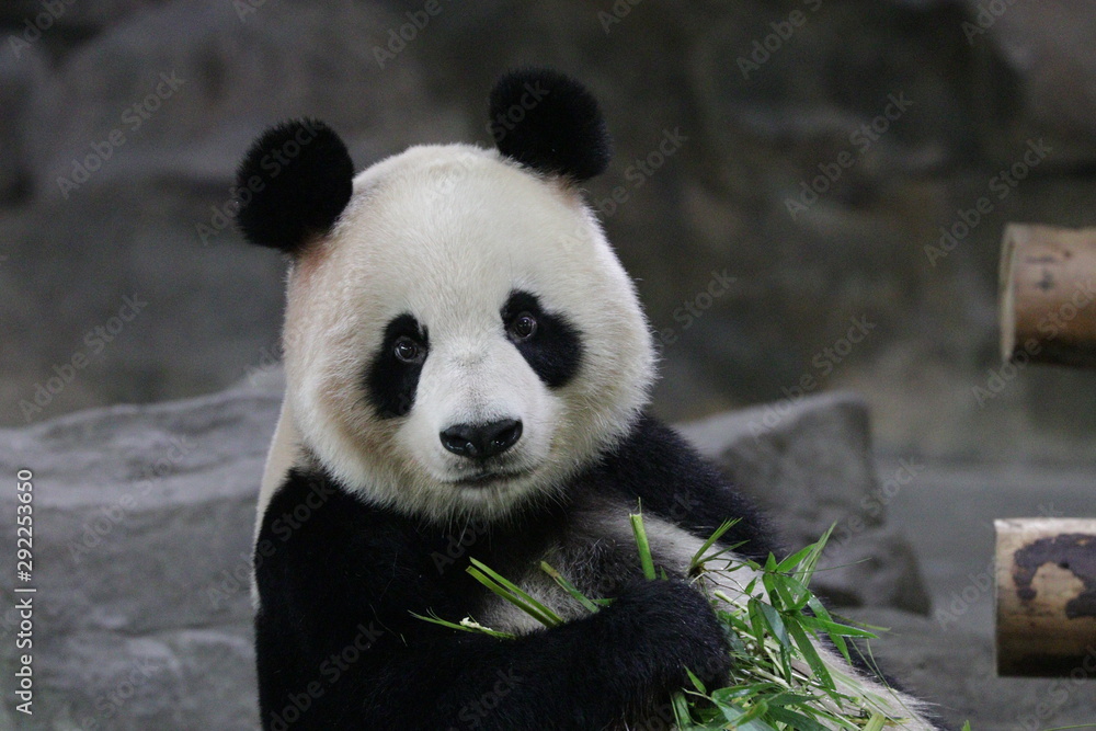Beautiful Female Panda , Gong Zhu, Shanghai, China Stock Photo | Adobe ...