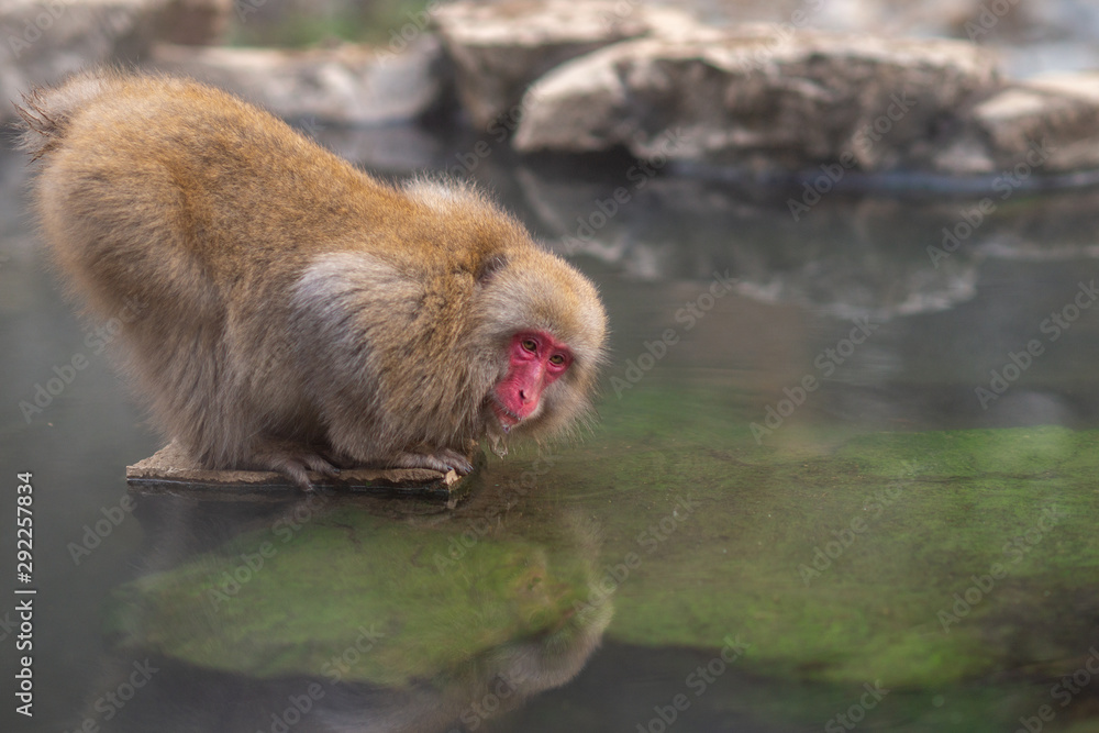 Poster A japanese monkey standing on a rock in Onsen at Jigokudani ...