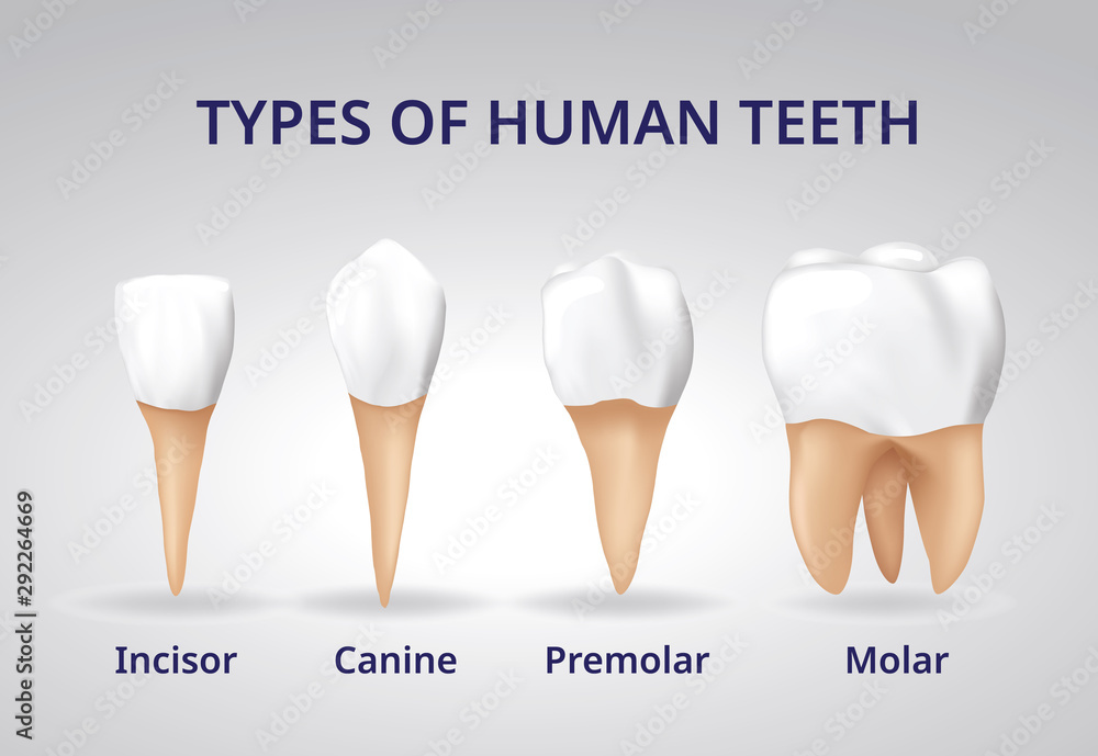 Anatomy Of Human Teeth