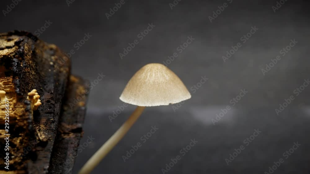 Mushroom grows from rotting log and opens its cap in time-lapsed motion ...