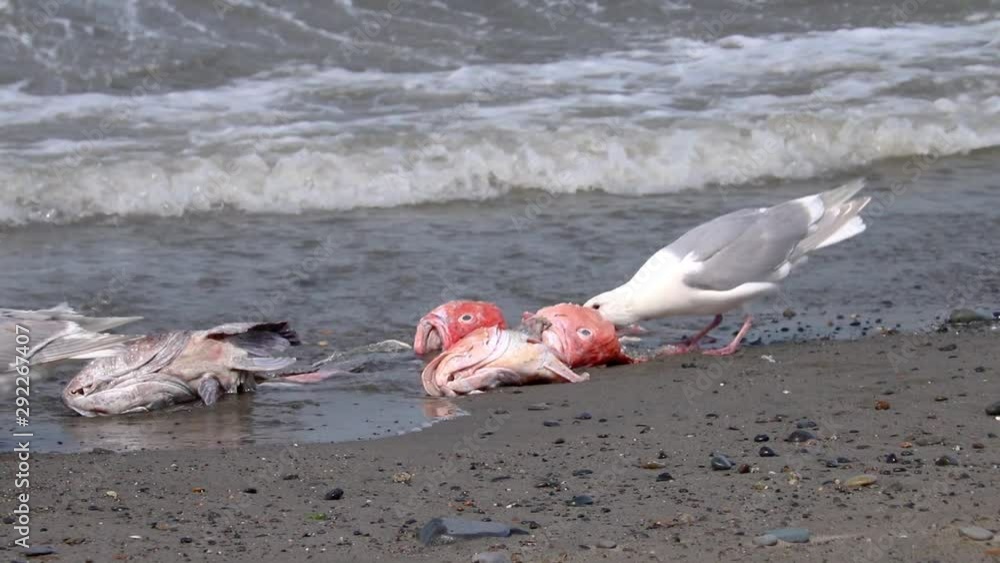 Glaucous-Winged Gulls eating fish that have washed ashore at the beach ...