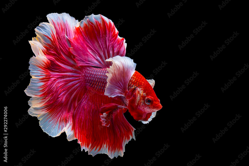 Red Chinese Fighting Fish
