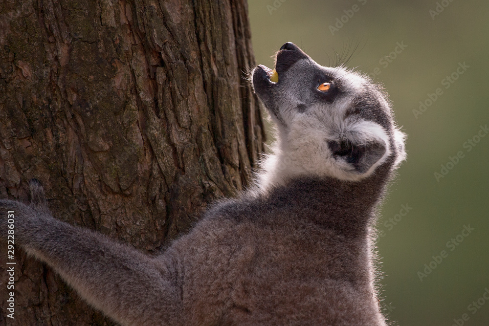 Ringstaartmaki klimt, met druif in bek, in een boom Stock Photo | Adobe ...