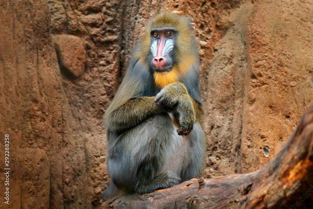 African Mandrill