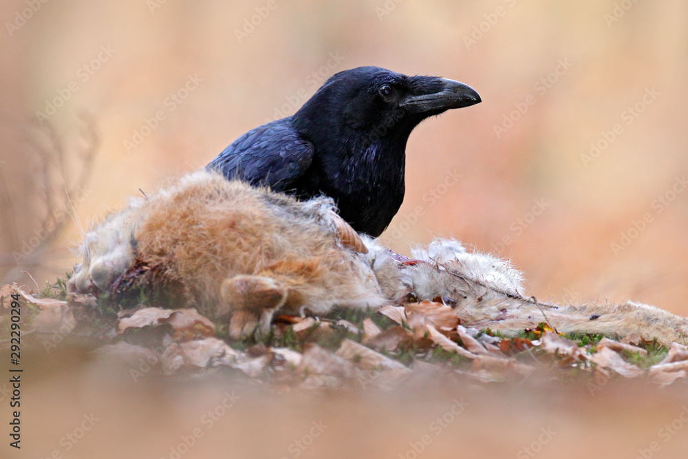 Raven with dead kill hare, sitting on the stone. Bird behavior in ...