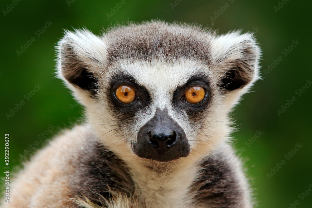 Ring Tailed Lemur Face
