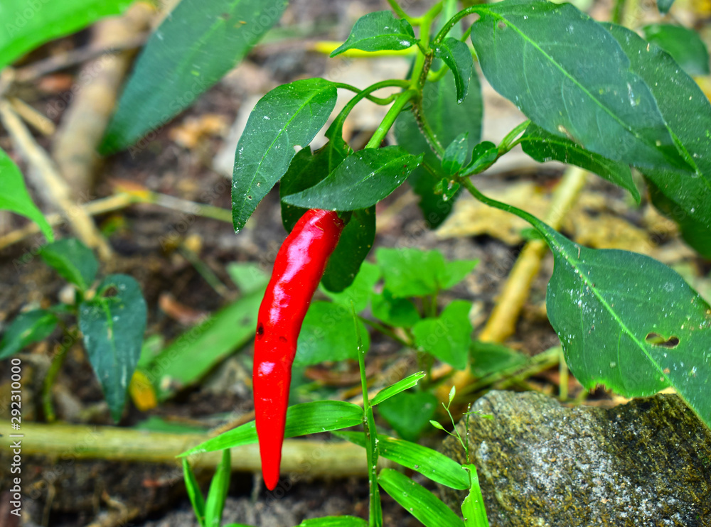 The chilli peppers have long spheres. The tip is sharp and curved. The ...