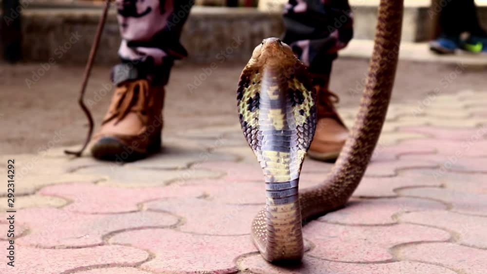 Close-up of Cobra in India. Man holding cobra in his hand. Wild life ...