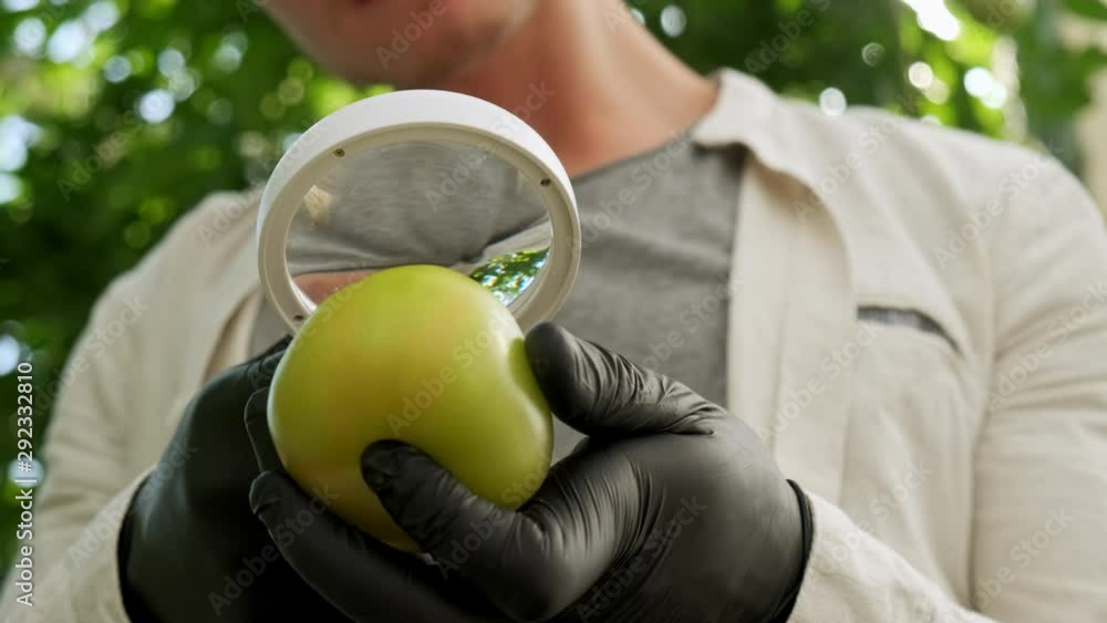 Farming and cultivations. Portrait of young farmer in tomato field ...