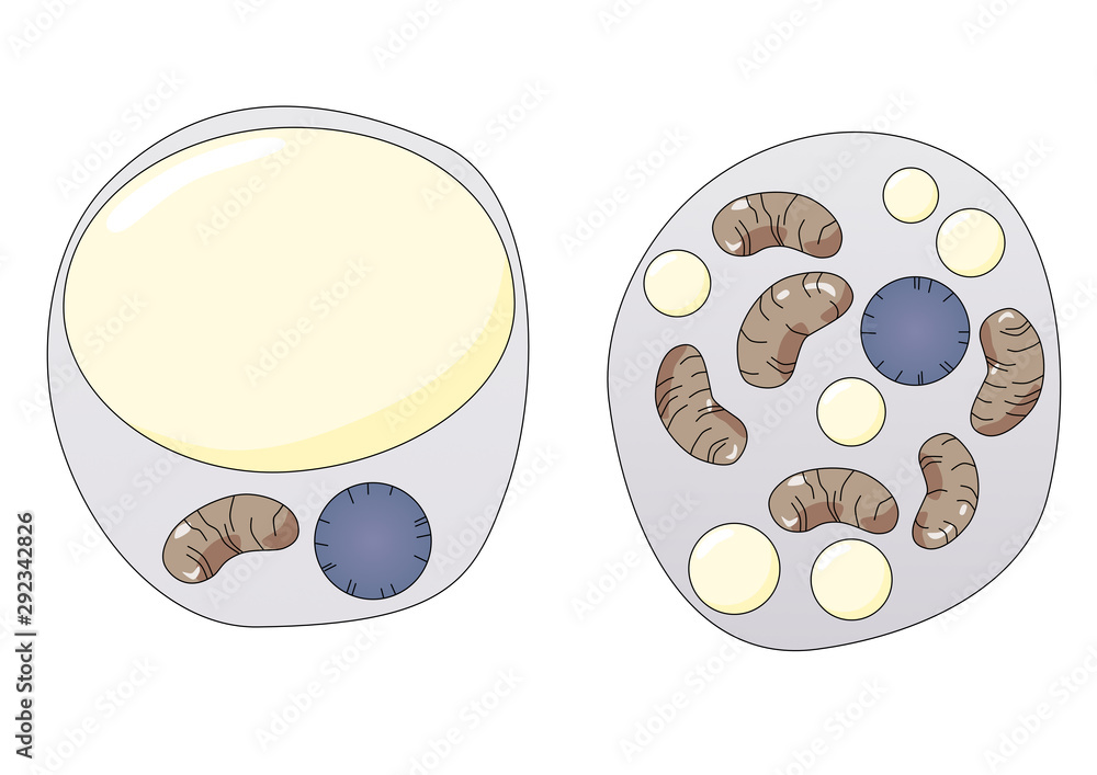 White and brown fat cells anatomy, digital illustration. Brown fat ...