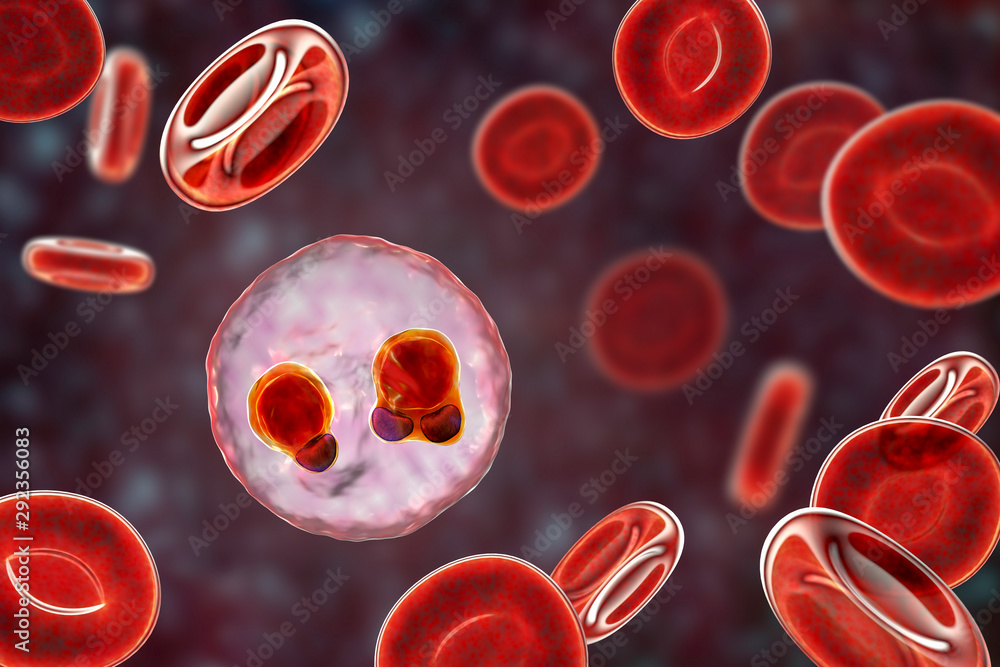 The malaria-infected red blood cells. 3D illustration showing ring-form ...