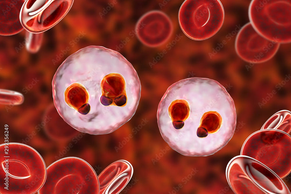 The malaria-infected red blood cells. 3D illustration showing ring-form ...