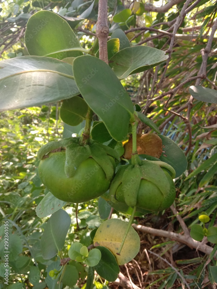 Sonneratia ovata, fruits on tree and Mangrove forests have medicinal ...