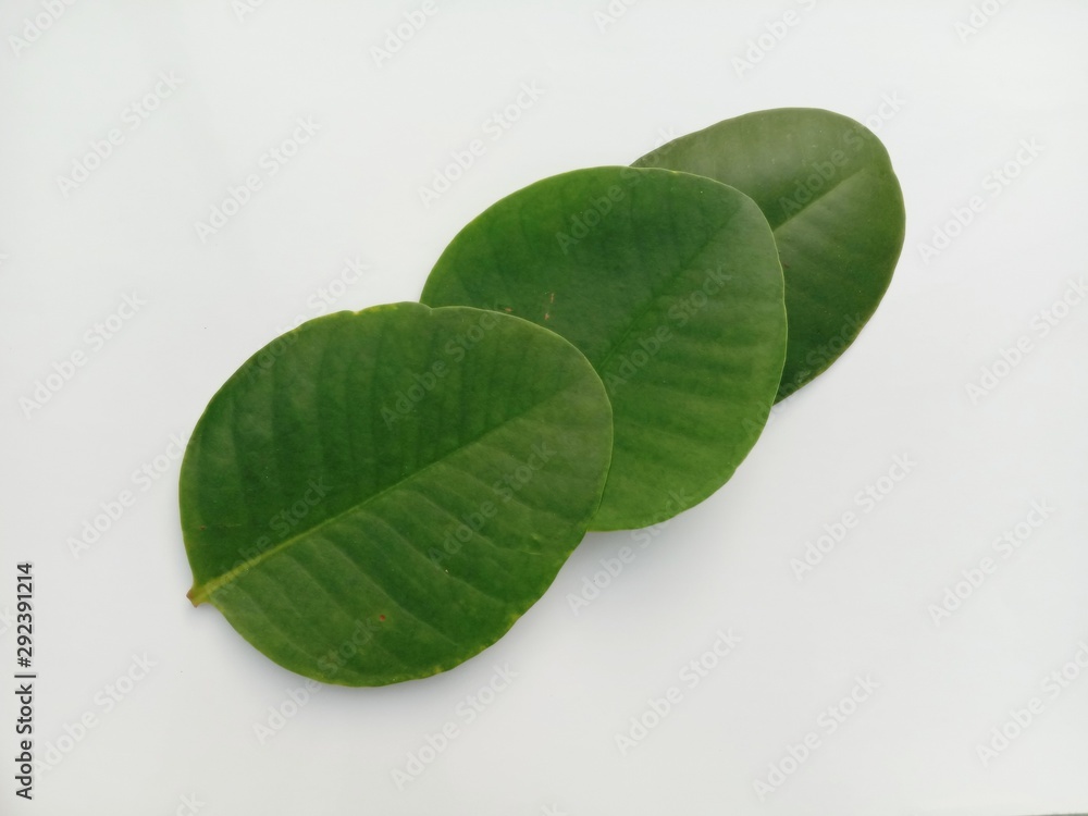 Smooth Leaves