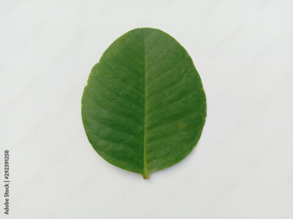 Sonneratia ovata leaves young leaves are red-green color, dark green ...