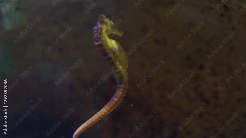 macro closeup of a common yellow estuary seahorse with black spots ...