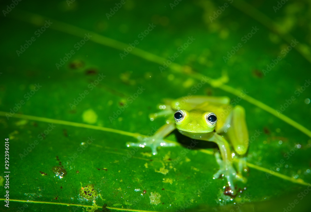 Teratohyla spinosa glass frog (spiny cochran frog) of the family of ...