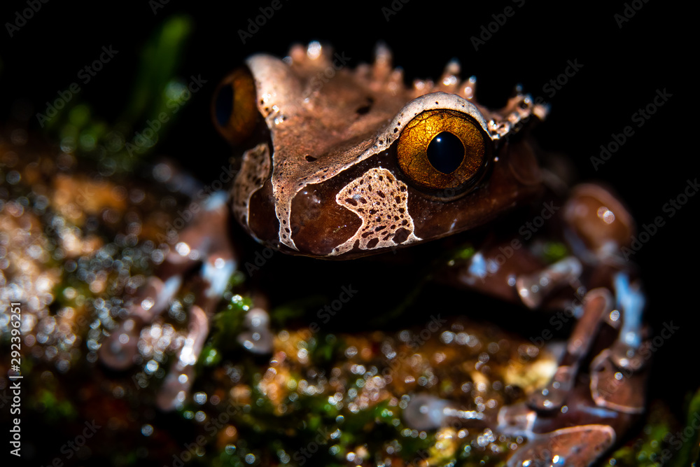 Spiny-headed tree frog, Anotheca spinosa, at Braulio Carrillo national ...