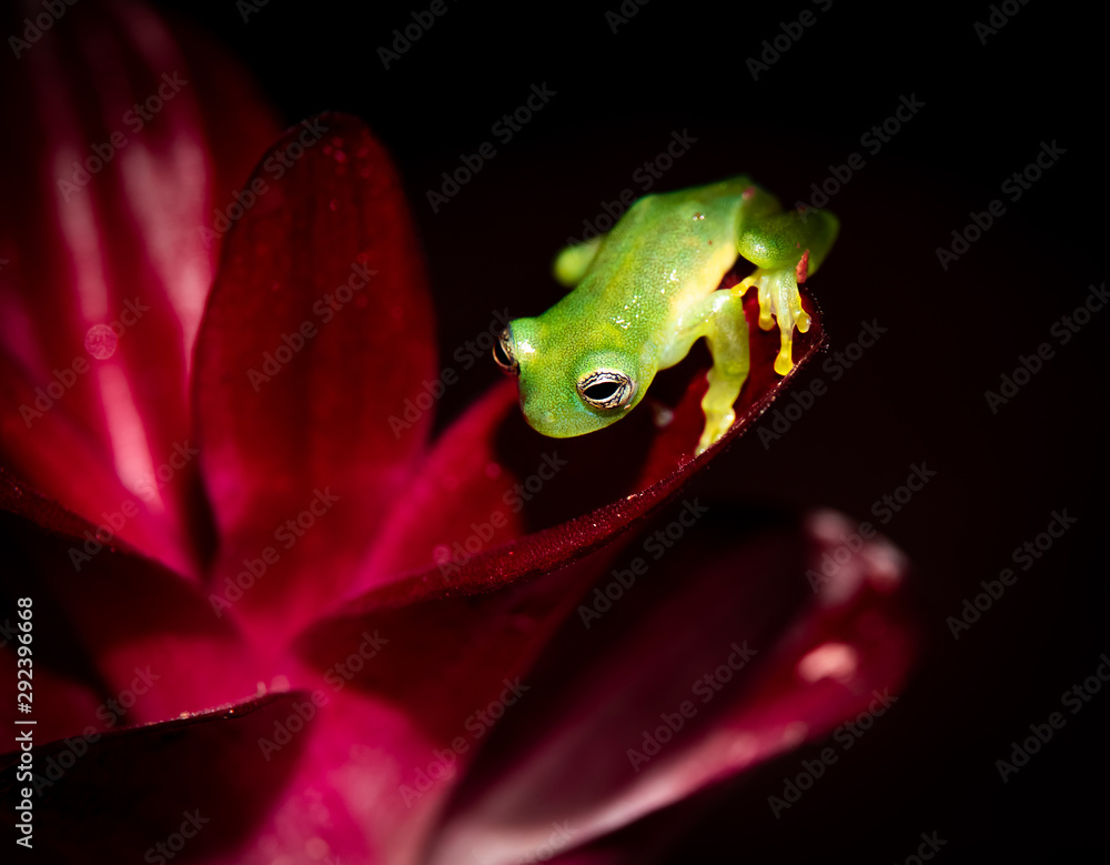 Teratohyla spinosa glass frog (spiny cochran frog) of the family of ...