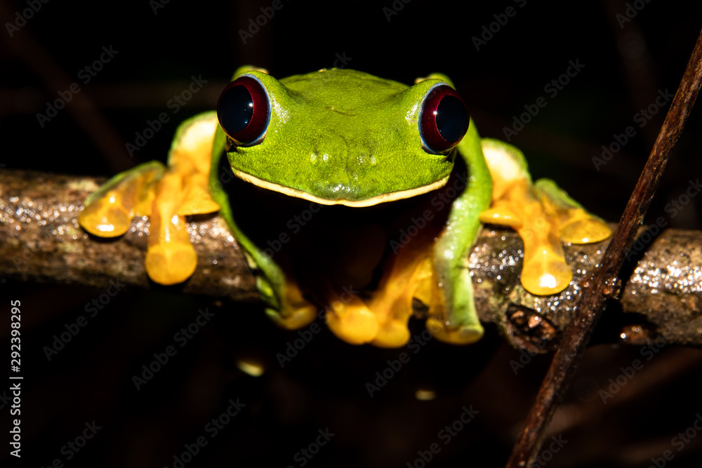 Gliding tree frog (Agalychnis spurrelli) sitting on a branch at the Osa ...