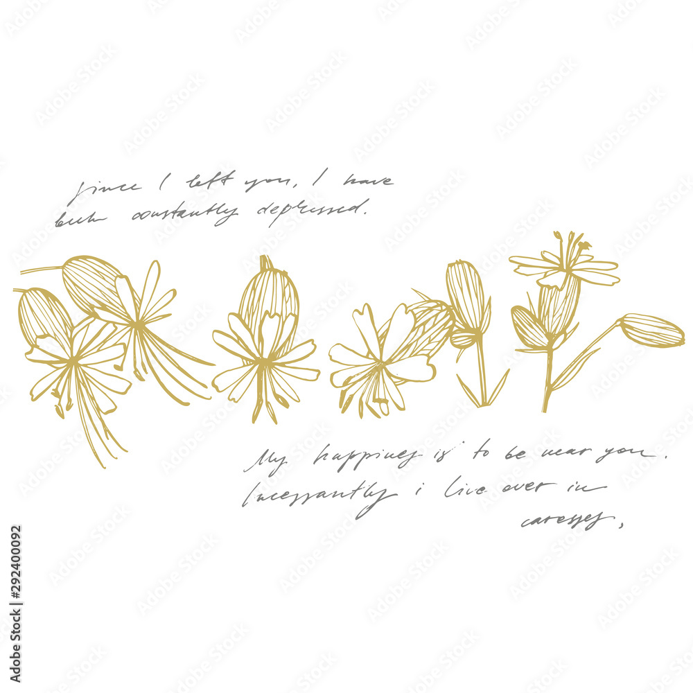 Bladder campion flowers. Set of drawing cornflowers, floral elements ...