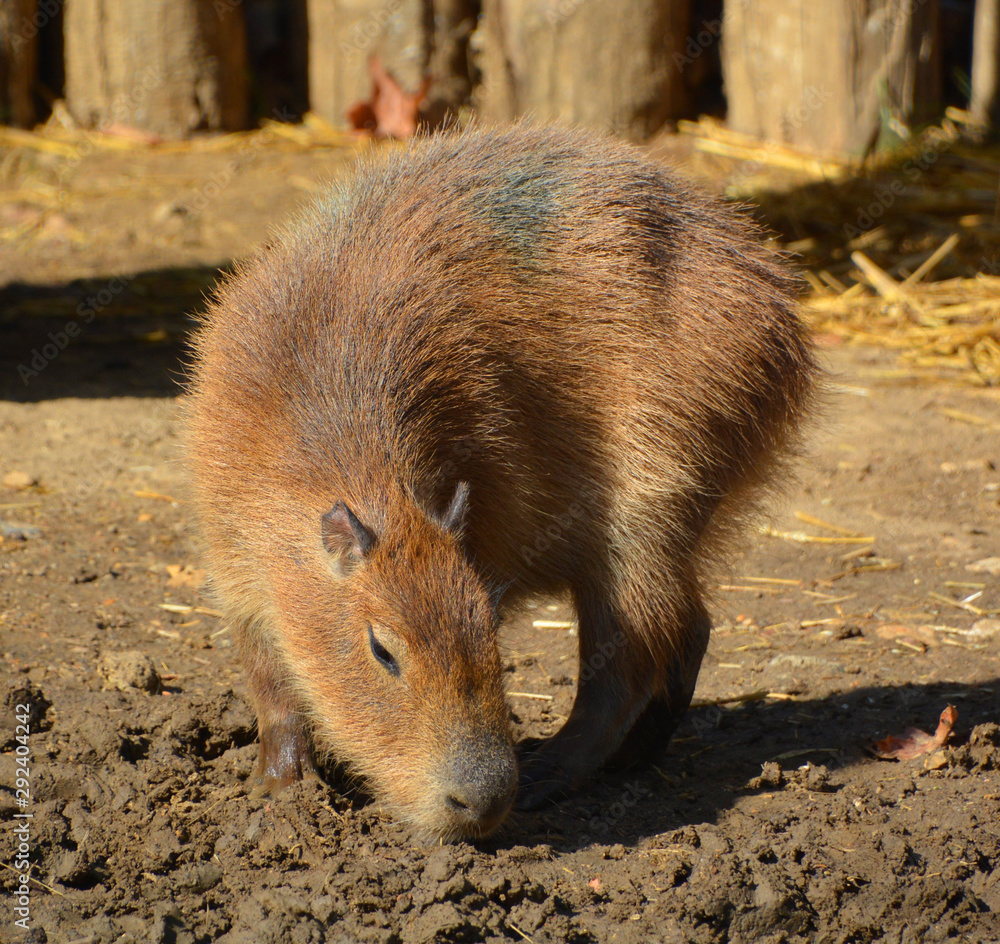 Foto de The capybara is the largest rodent in the world. Also called ...