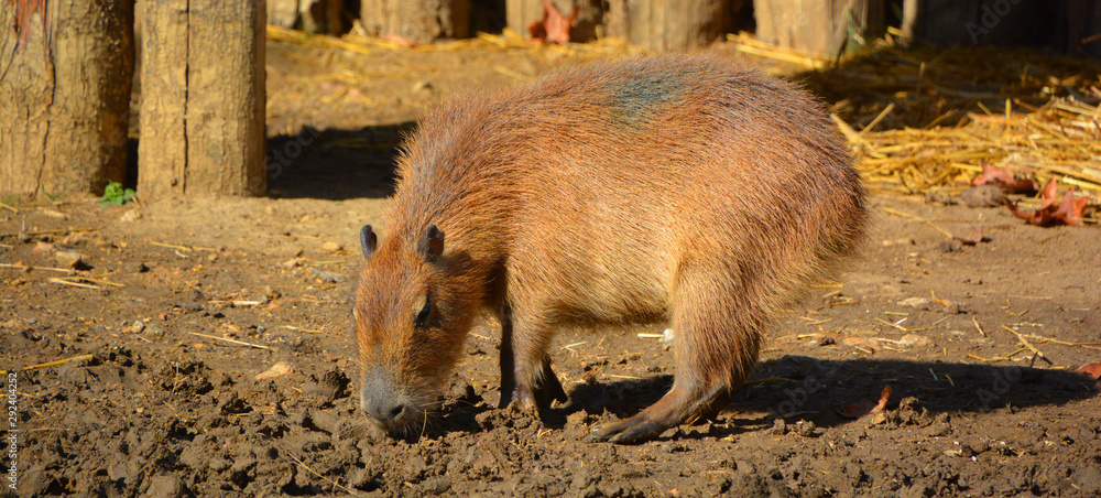 Foto de The capybara is the largest rodent in the world. Also called ...