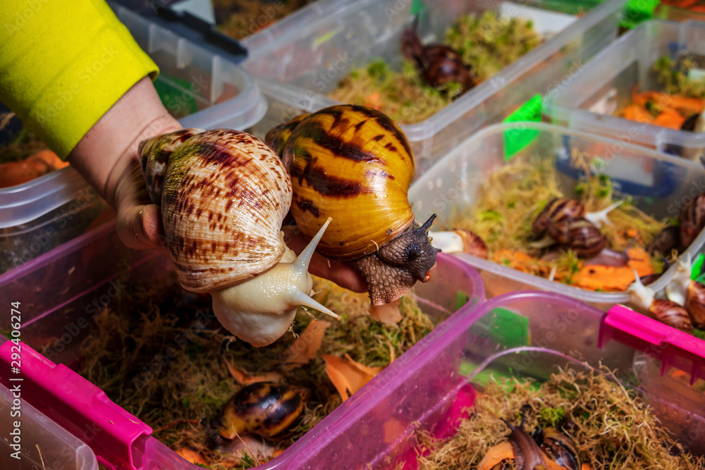 Breeding of giant African snails. In the hands of the breeder Achatina ...
