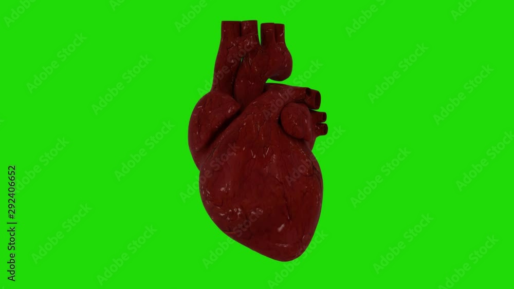 Vidéo Stock Beating human heart on green screen. Heart beat rhythmic ...
