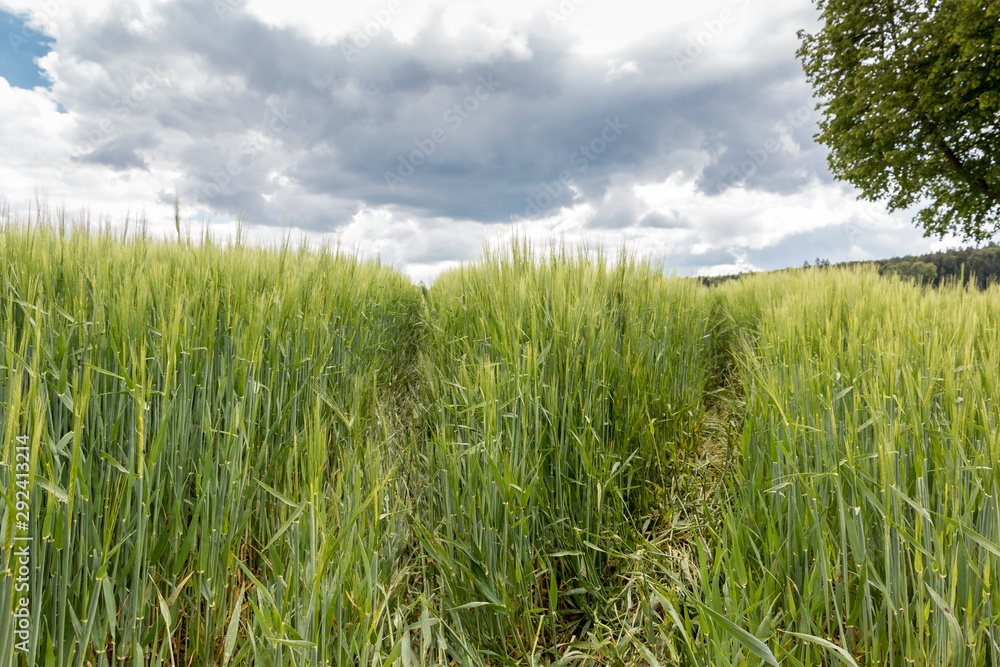 Big grainfields in the middle of the german countryside Stock Photo ...