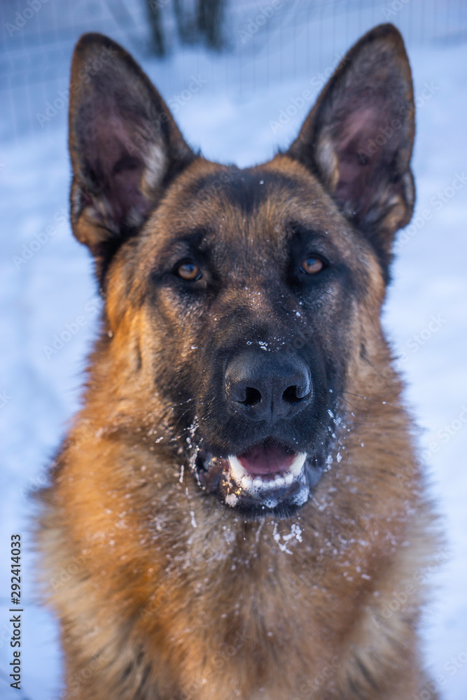 German Shepherd Face