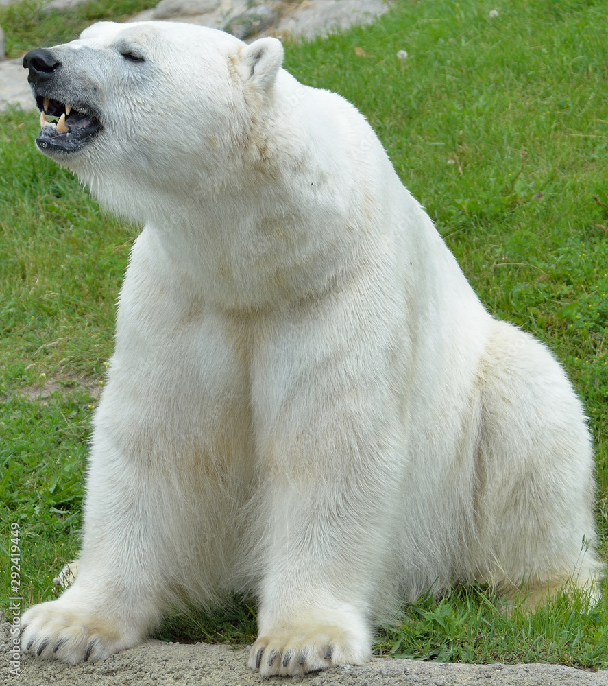 Polar Bear Tooth