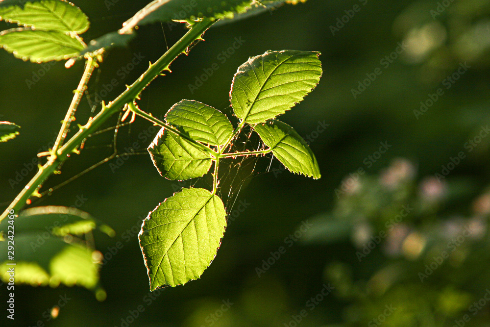 Wild Blackberry Leaves