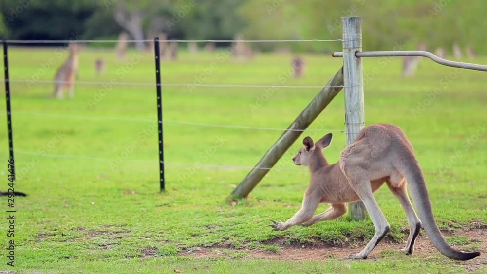 Footage of the Kangaroos mob living behind barbed wire. Animal with ...